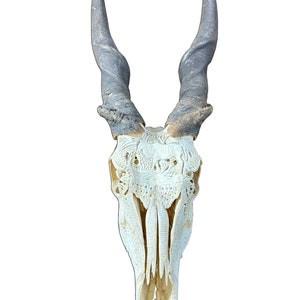 Giant Carved Eland Skull Real African Antelope Horns and Skull African ...