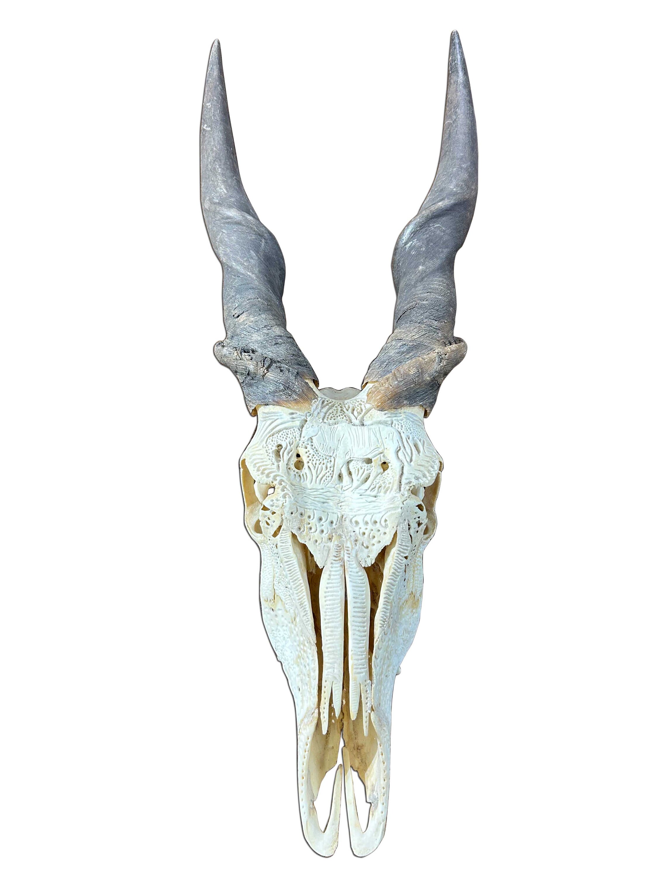 Eland Skull
