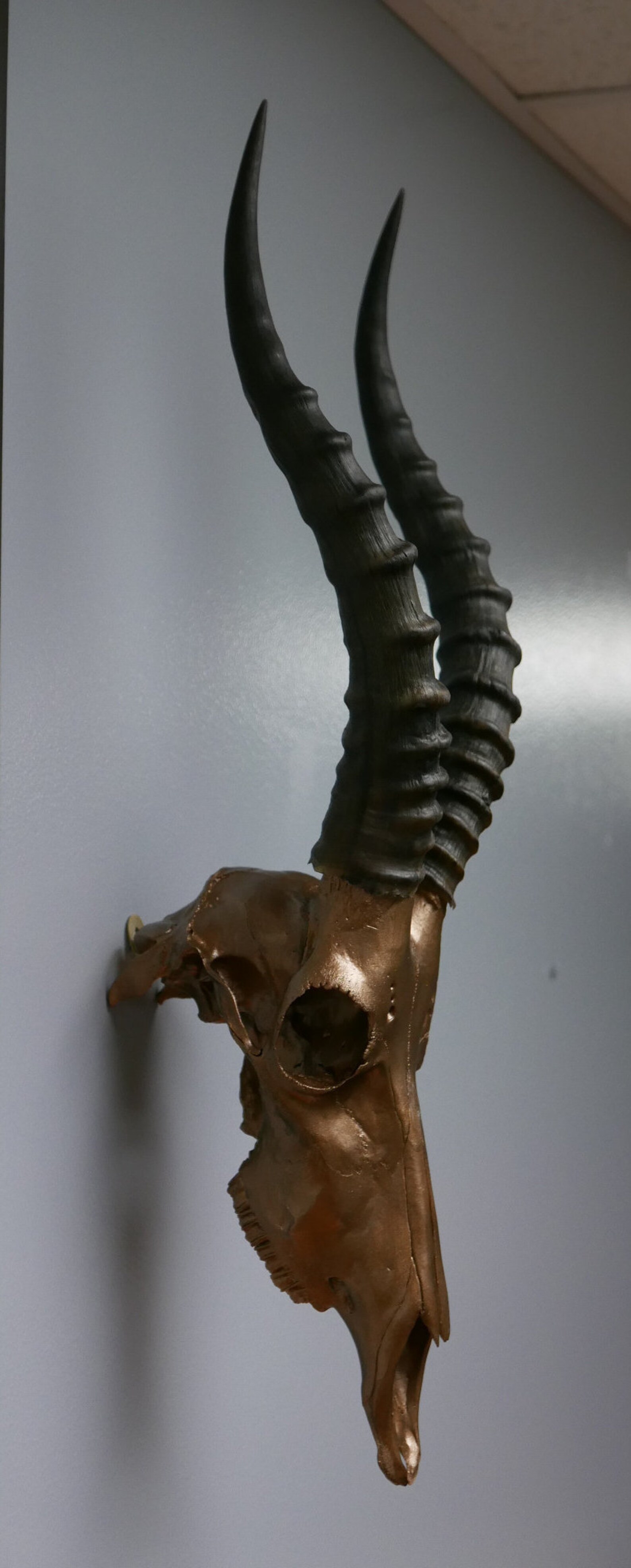 Real Antelope Skull Blesbok Skull Deer Skull Animal Skull | Etsy