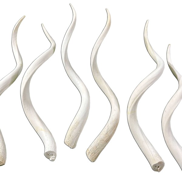 White Bone Horn - Etsy