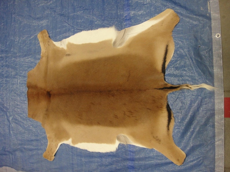 Impala Skin African Impala Hide/ Antelope Hide / Deer Skin | Etsy