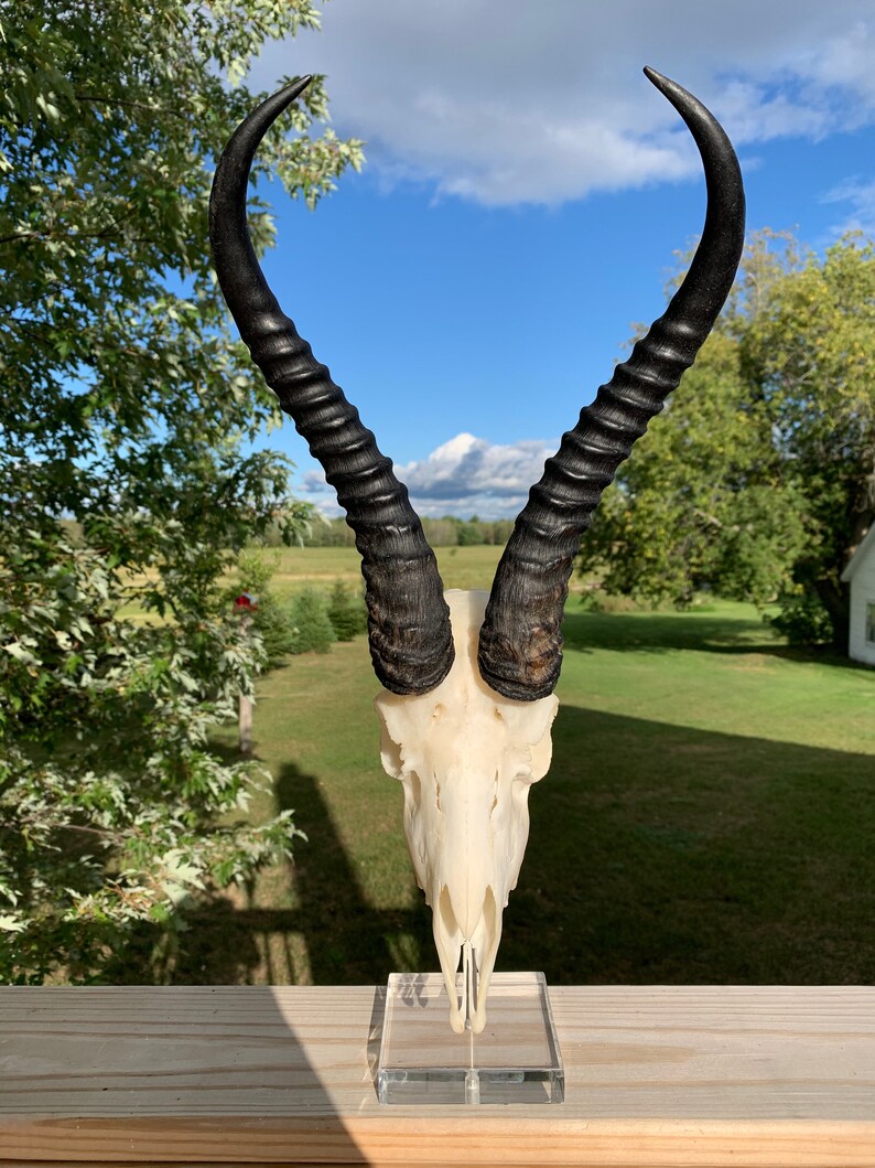 Real Springbok Skull on Acrylic Stand African Antelope Horns - Etsy