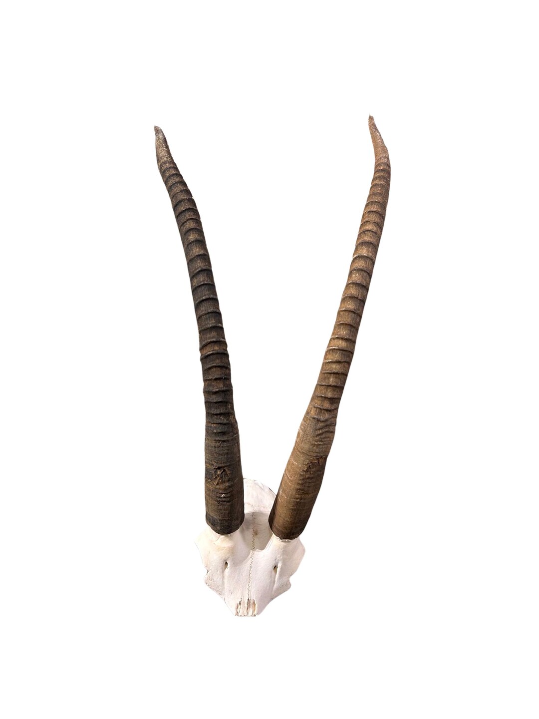 Sable Skull 33 and 32 Female Sable Antelope Skull V-shape Real African ...