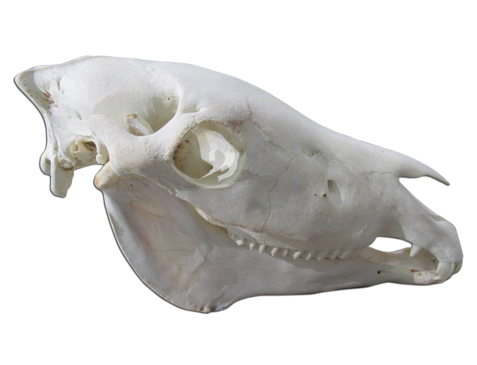 Donkey Skull Real Donkey Cranium Approximate Size: About - Etsy UK