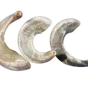 1 Fully Polished Ram Horn Shofar sizes Vary Nice One Can Be Around 22 ...