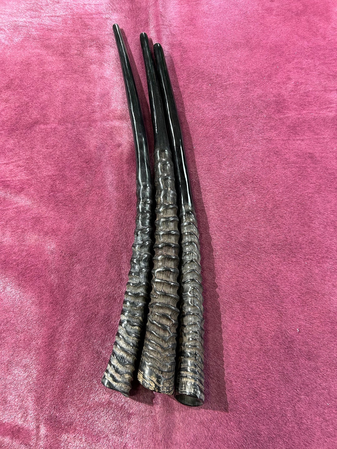 3 Oryx Shofars, 3 Polished Gemsbok Horn Shofars, 3 Polished Oryx Horns ...