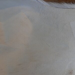 Springbok Hide, Natural XXL African SPRINGBOK Skin, Approx. Size: 39x22 ...