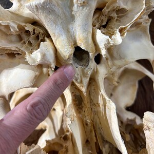 Giant Carved Eland Skull Real African Antelope Horns and Skull African ...