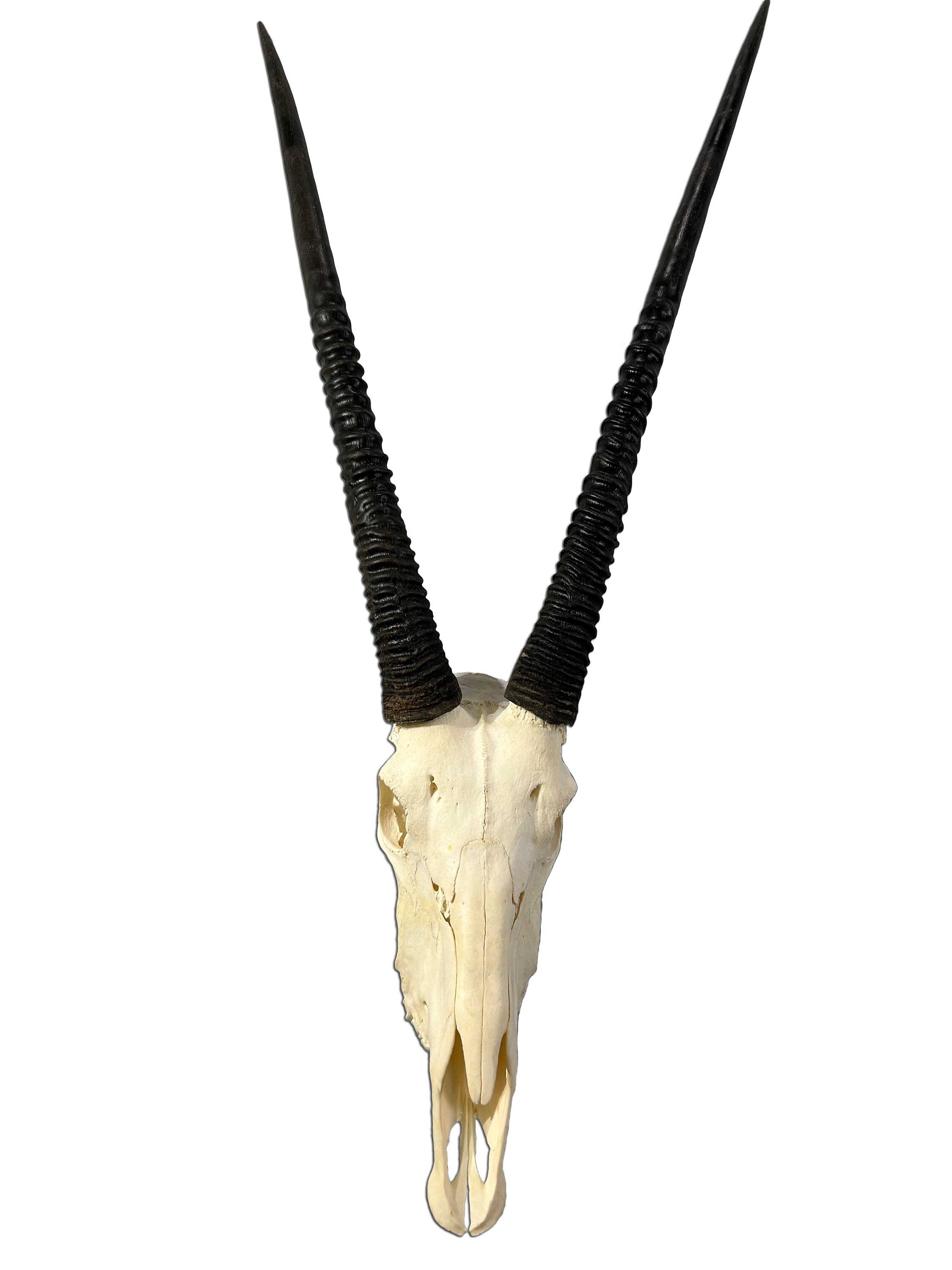 Gemsbok Skull