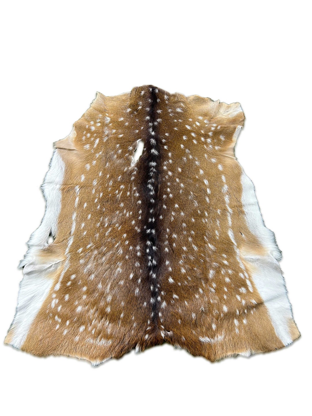 Axis Deer Skin 2 Big Holes Size: 41x35 Chital Deer Hide M-1630 - Etsy