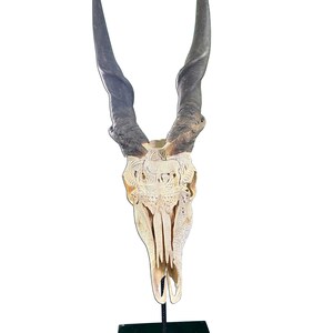 Giant Carved Eland Skull Real African Antelope Horns and Skull African ...
