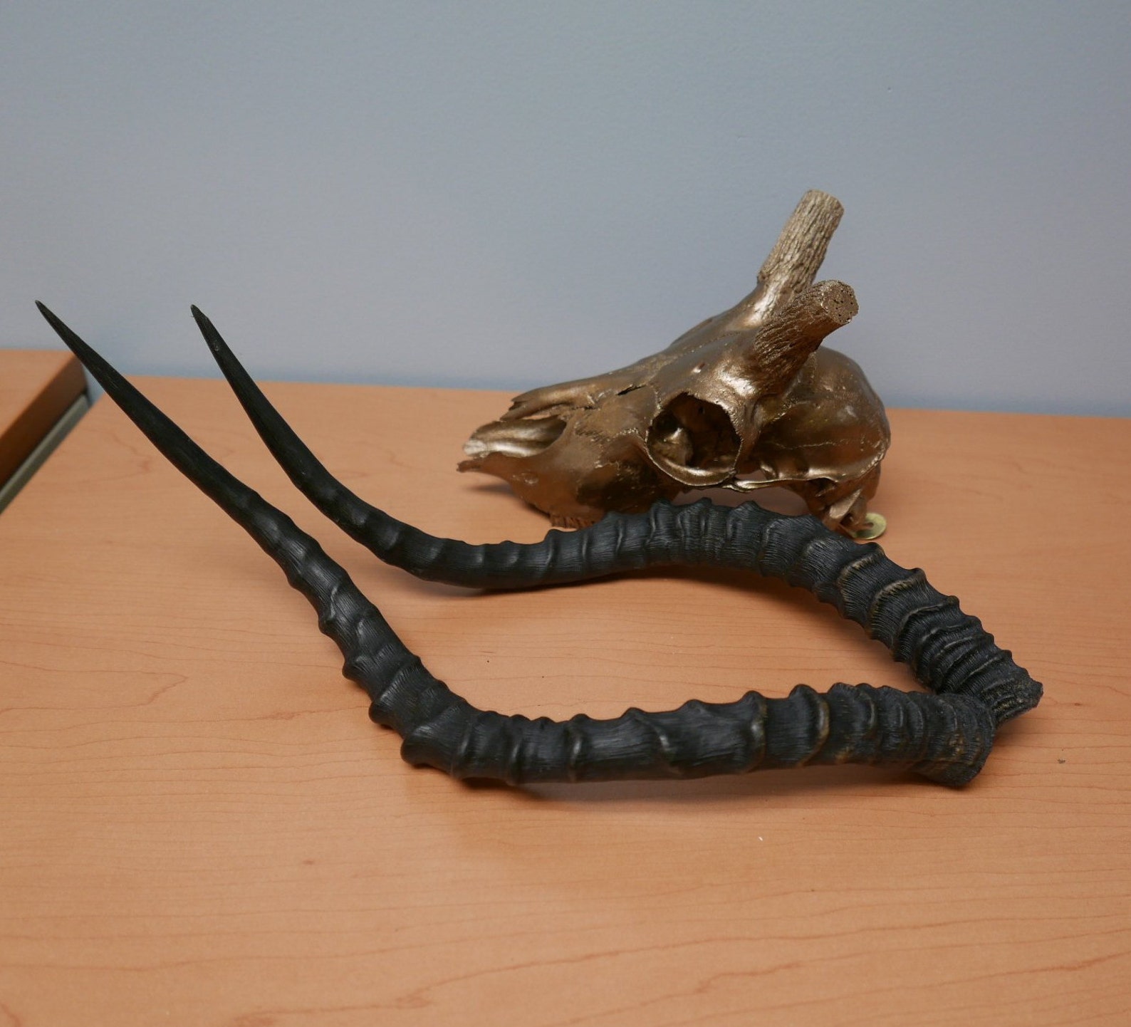 Impala Skull Bronze Real African Antelope Skull Impala Skull - Etsy