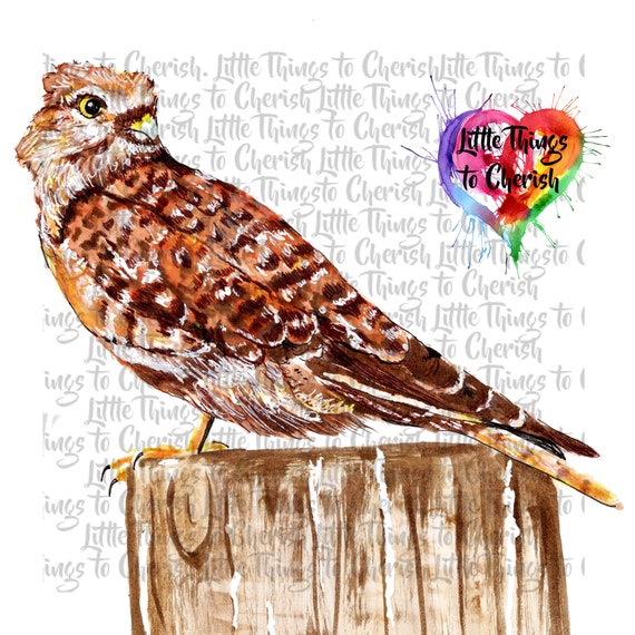 Sparrowhawk Natural PNG sparrowhawk Clip Watercolour - Etsy