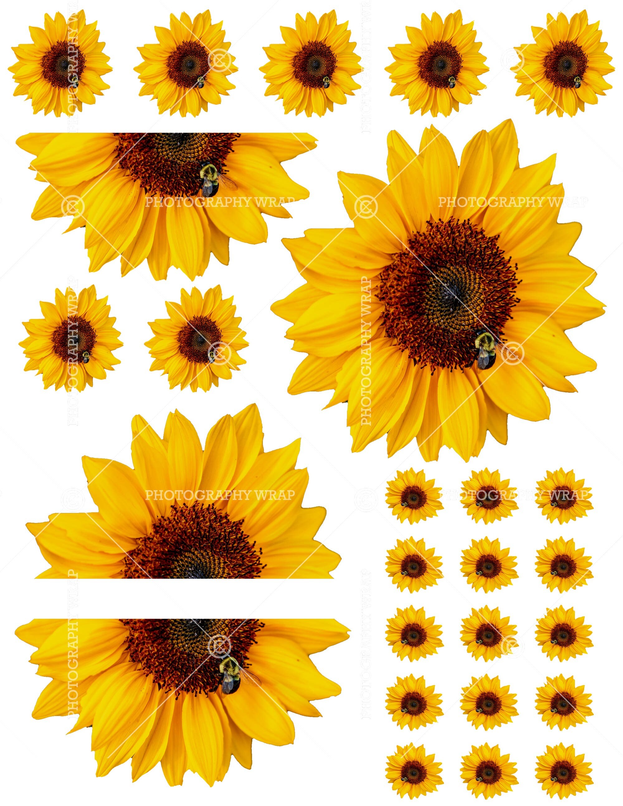 Sunflowers Sunflower With Bee Half Sunflower Waterslide | Etsy