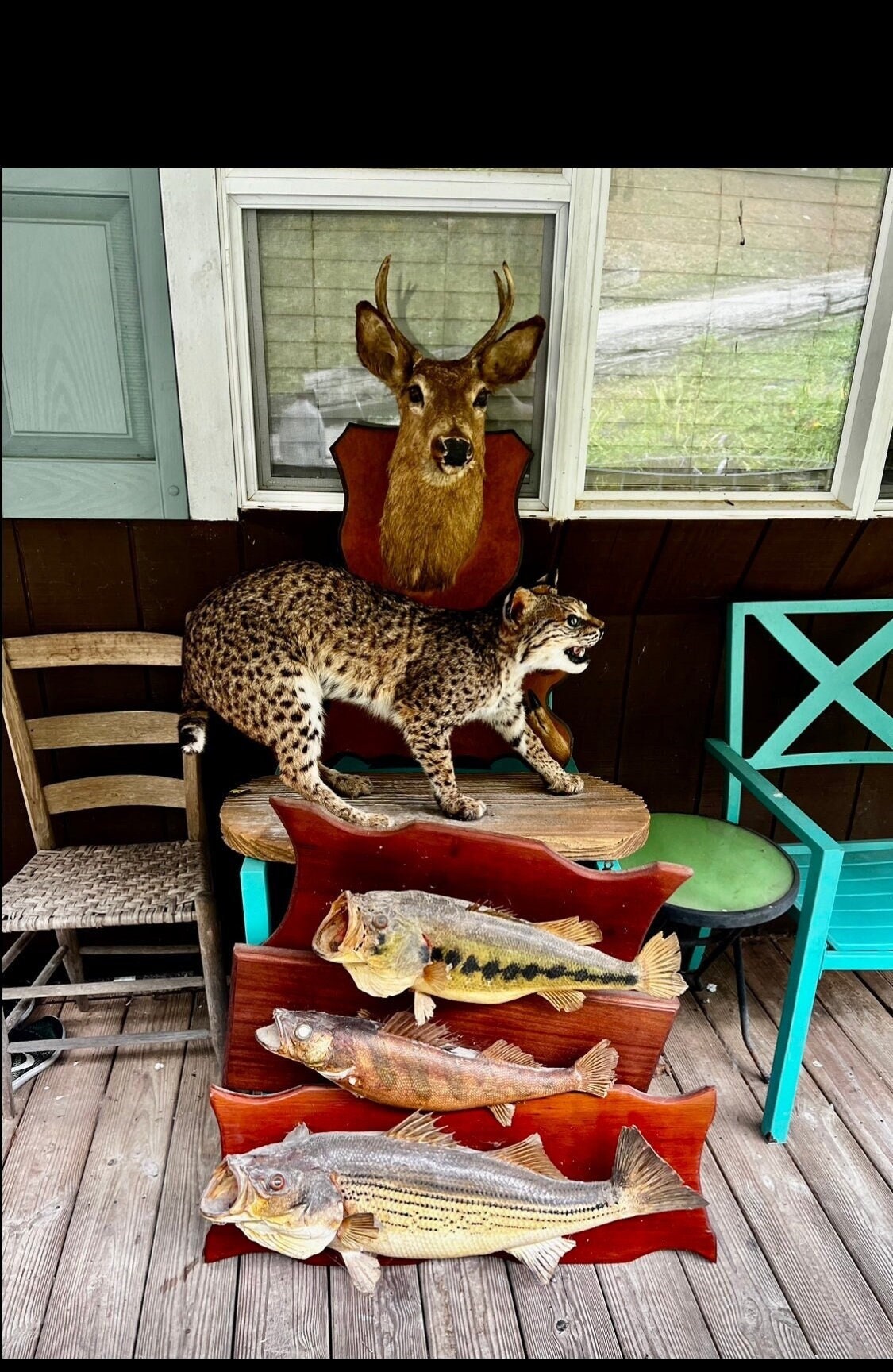 Cool Taxidermy Mounts
