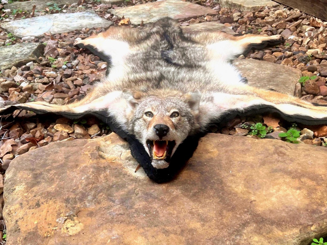 Coyote Rug W Mounted Head XL Taxidermy Canis Latrans AKA Brush Wolf ...