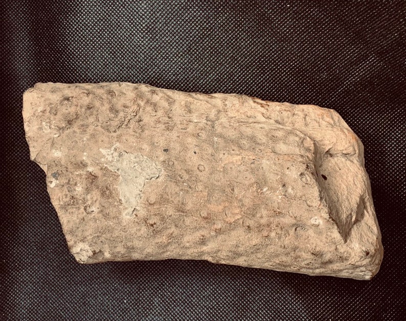 3D Preserved Petrified Wood Stigmaria Sigillaria Lepidodendron | Etsy