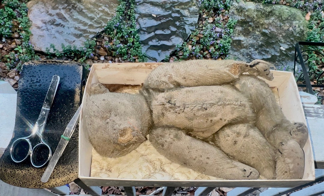 Autopsy Bear Zombie Voodoo Living Dead Bear. Undead Apocalypse Teddy ...