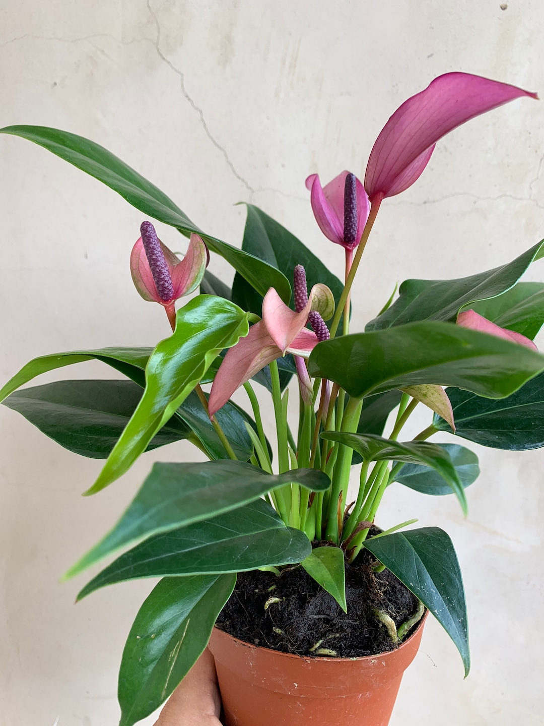 Anthurium Zizou Purple With Blooms 4”, Gifts, Plants - Etsy