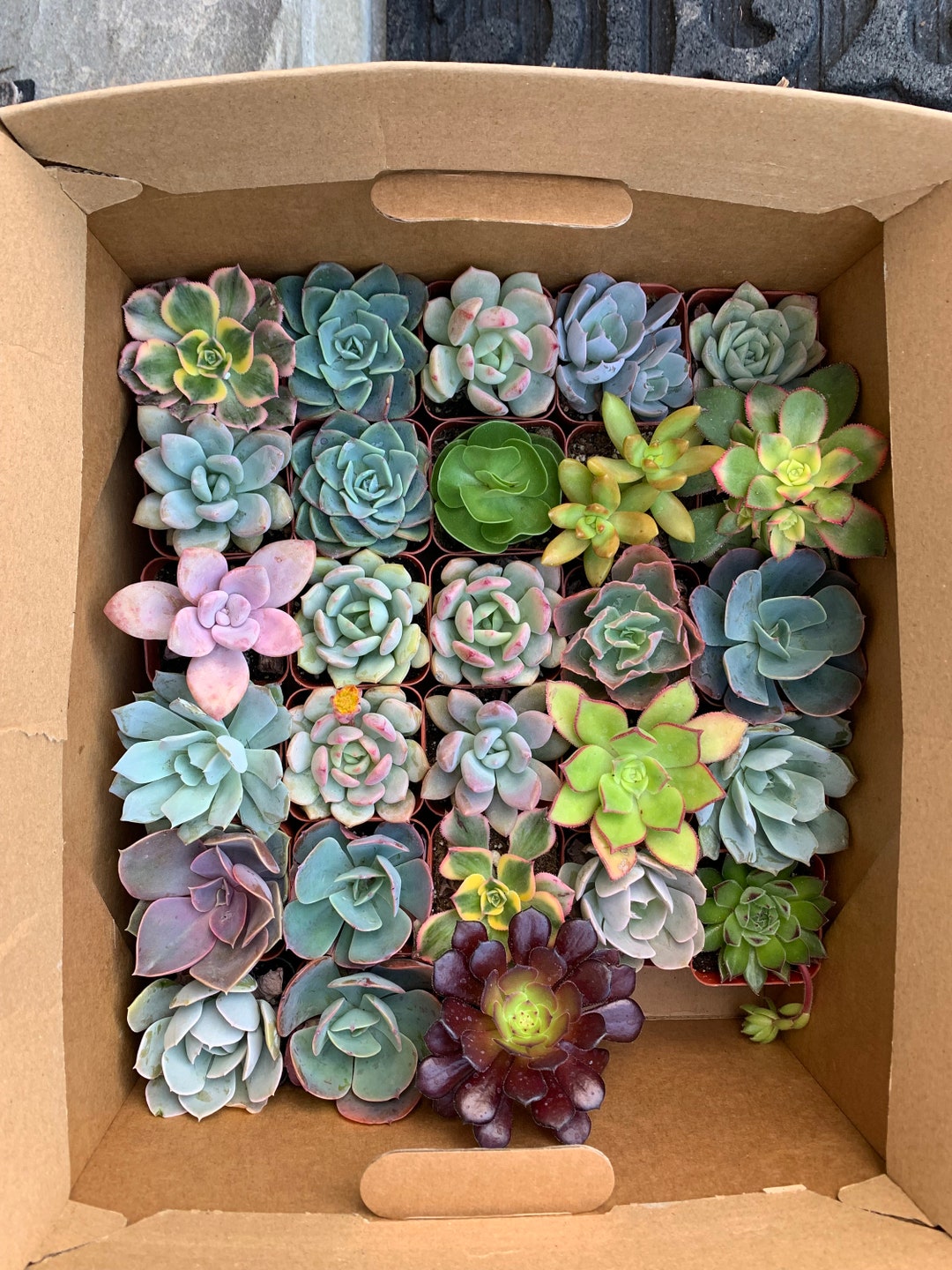 2” Assorted Baby Succulents, Party Favors, Gifts - Etsy