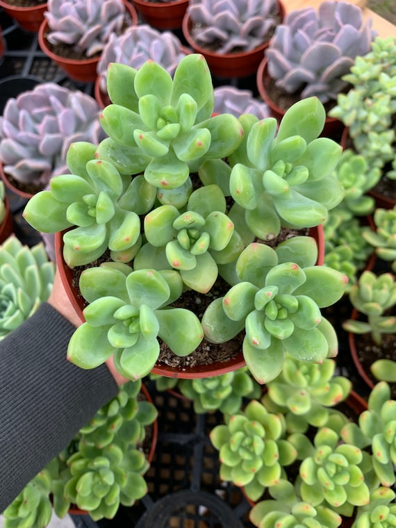 Sedums And Succulents