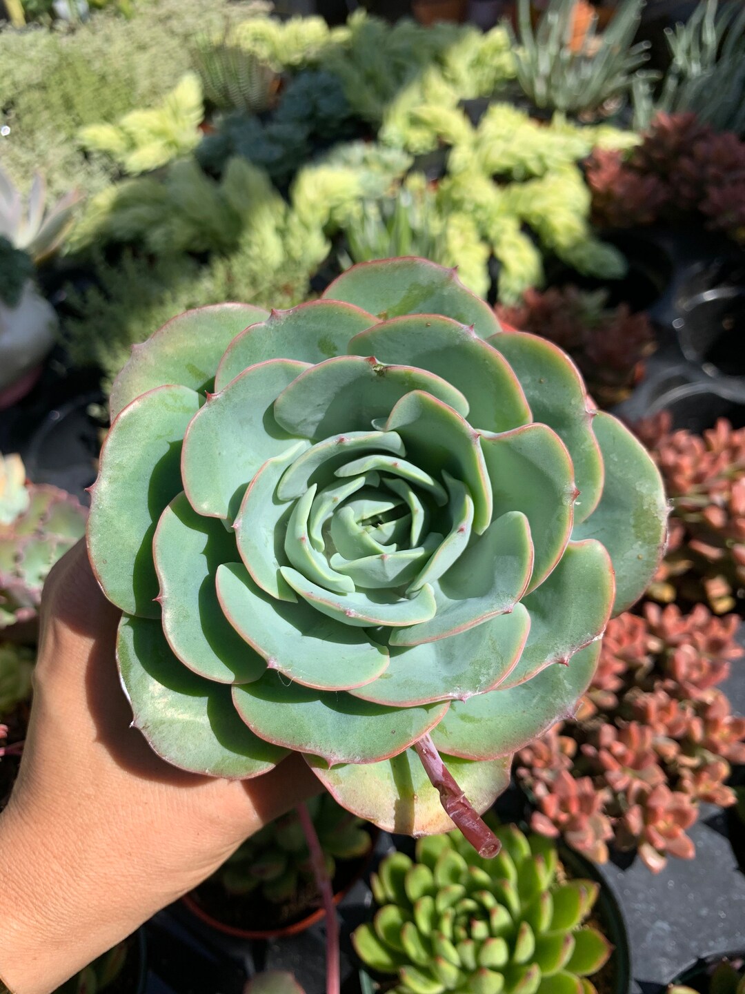 4 Echeveria Atlantis, Live Plants, Succulents - Etsy