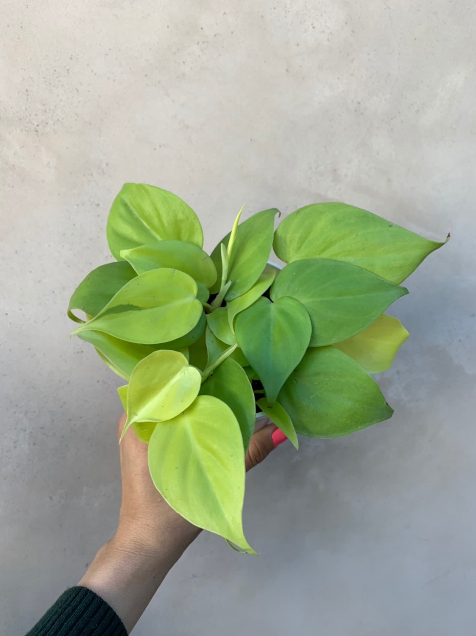 4 Philodendron Cordatum Neon Live Plants Houseplants - Etsy