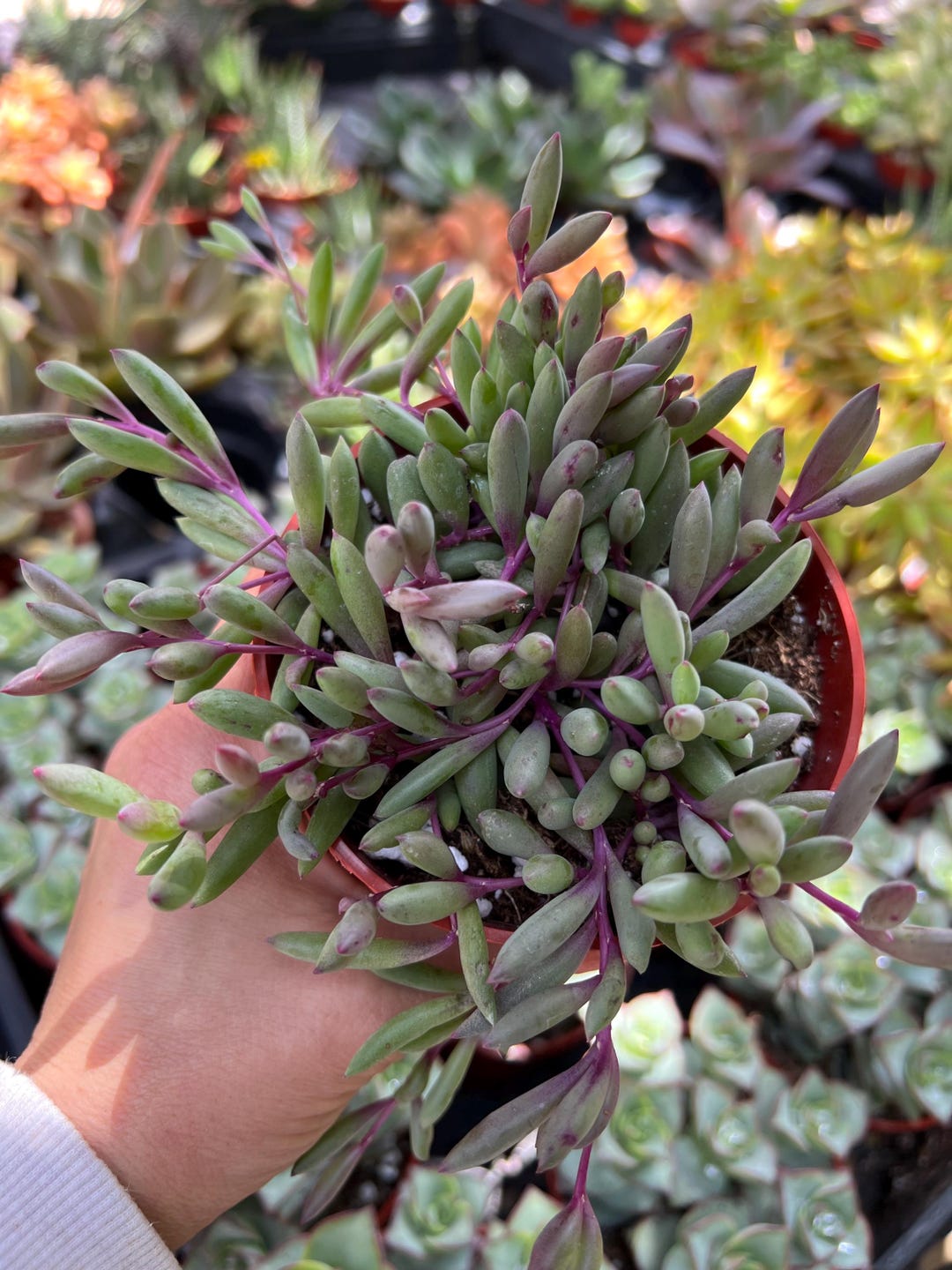 4” Othonna Capensis ‘ruby Necklace’, String of Cucumber, Succulents ...