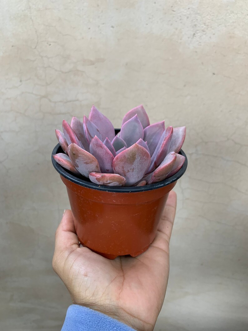 4 Graptoveria Debbie Succulents Live Plants | Etsy