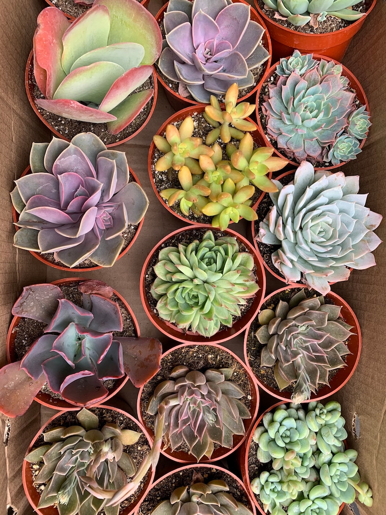 4 Assorted Succulents Live Plants Garden - Etsy