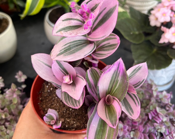Tradescantia Nanouk Variegated House Plants cutting or 2 Inch Rooted ...