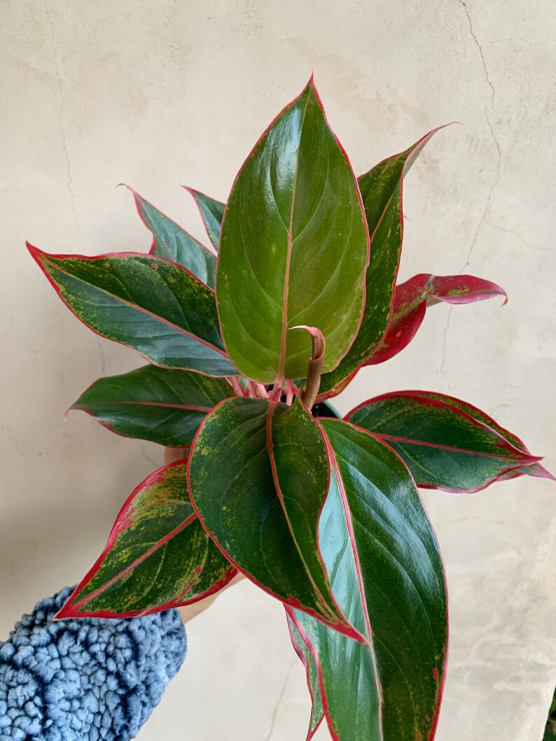 5 Chinese Evergreen Siam Red Live Plants Houseplants - Etsy