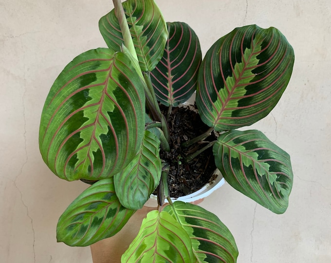 4” Maranta Red Prayer Plant, Live Plants, Houseplants - Etsy