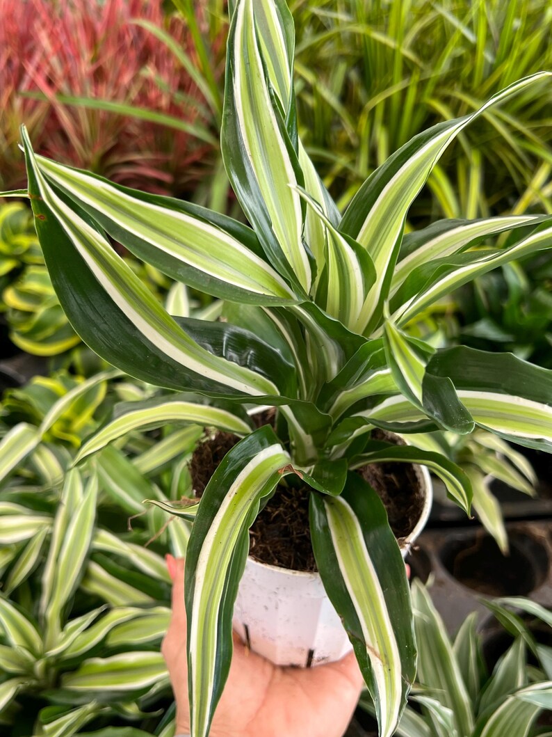 4" Dracaena Malaika, Plants, Gifts - Etsy