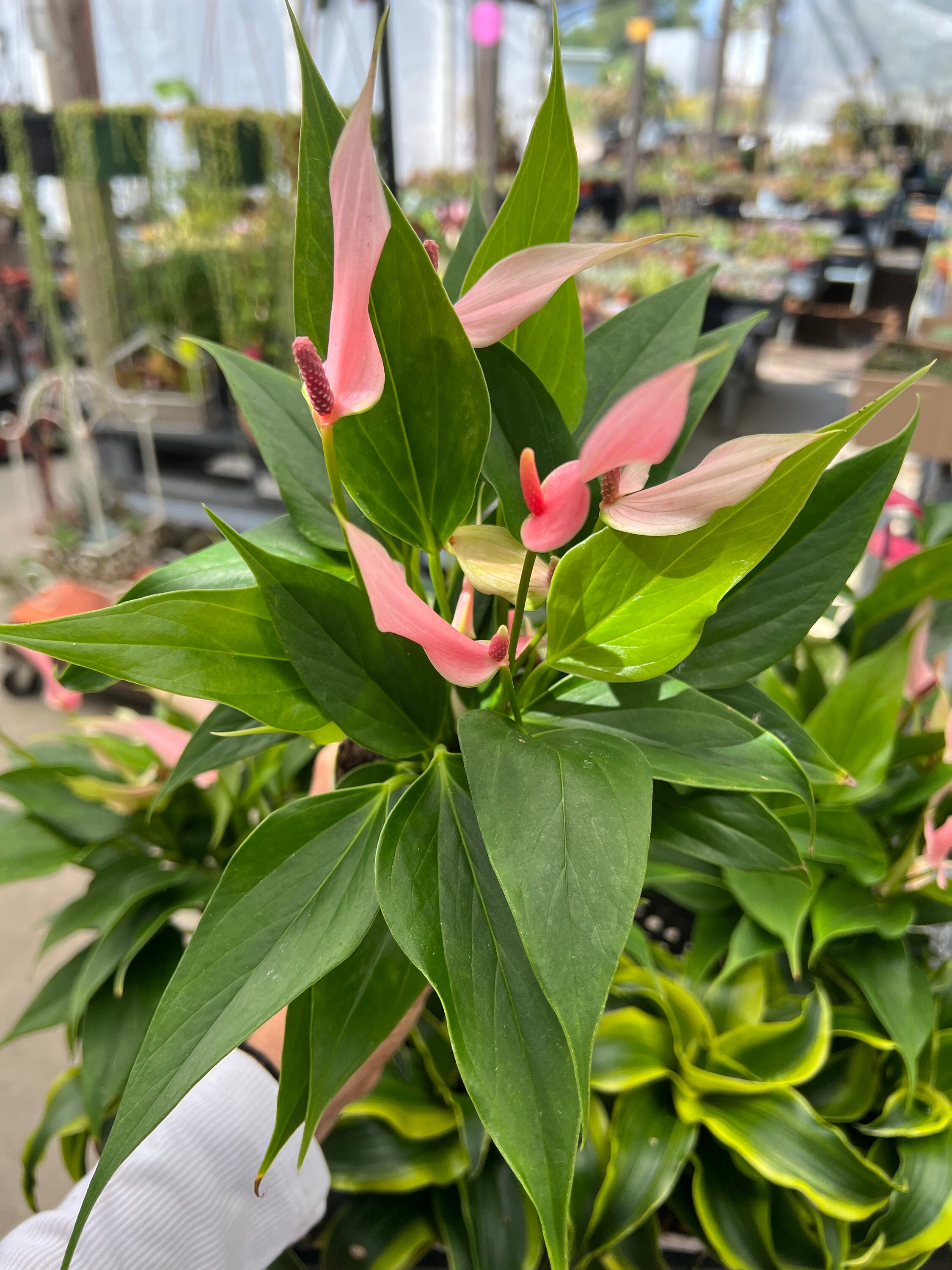 Pink Peace Lily Plant