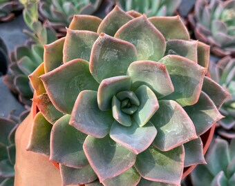 6" Blue Prince Echeveria, Live Succulent Plant, Succulent, Succulents ...