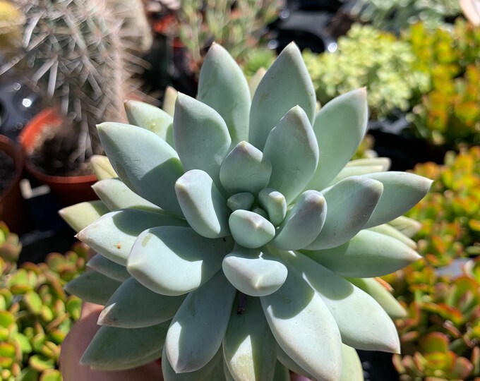4” Pachyphytum Moon Silver, Succulents, Live Plants - Etsy