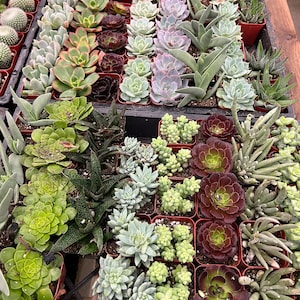 2” Assorted Baby Succulents, Party Favors, Gifts - Etsy