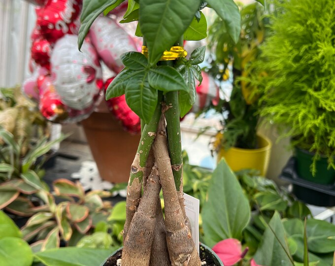 4” Pachira Braided Money Tree, Gifts, Good Fortune - Etsy