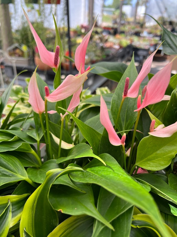 Pink Peace Lily