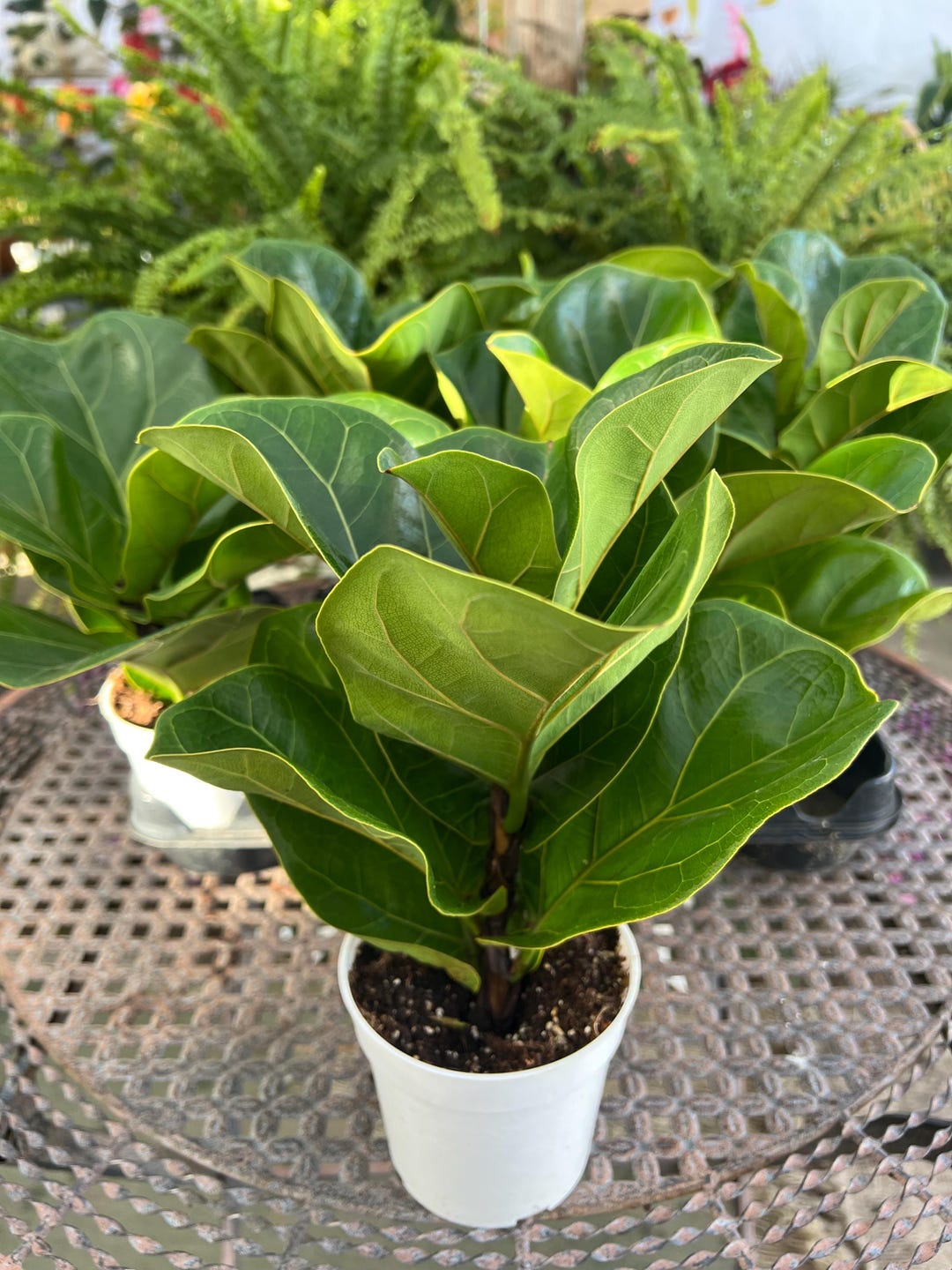 4” Ficus Lyrata Bambino, Live Plants, Dwarf Fiddle Leaf Fig - Etsy