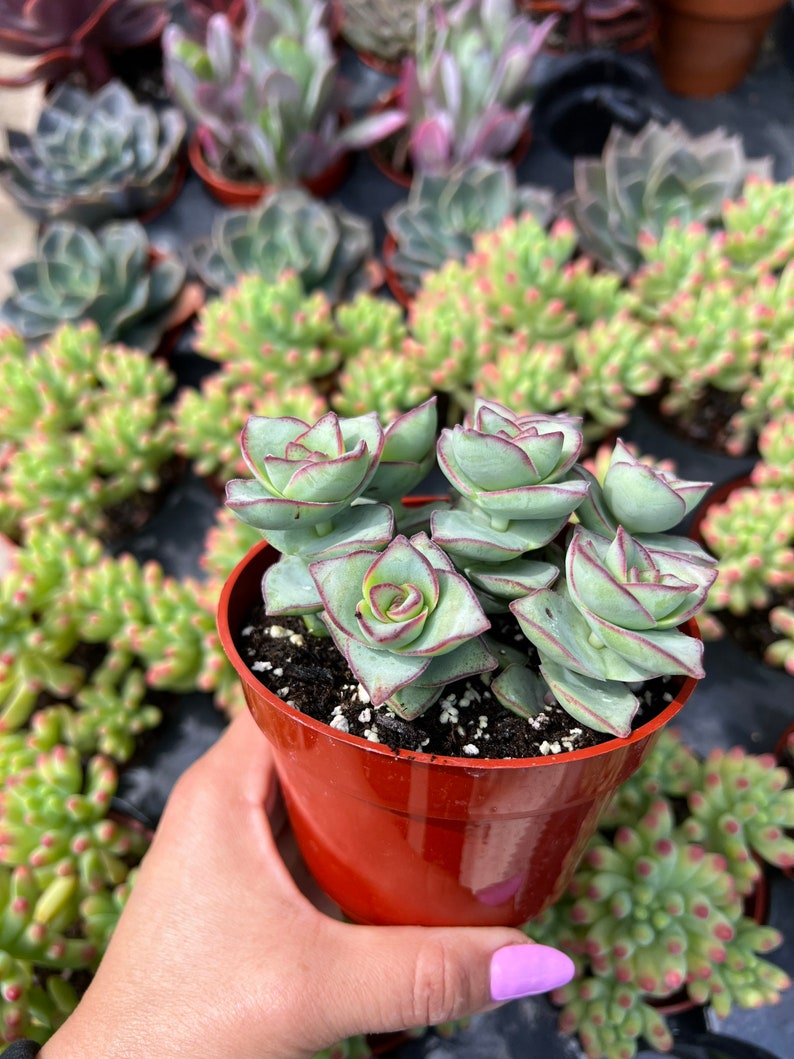 4 Crassula String of Buttons Succulents Live Plants Garden - Etsy