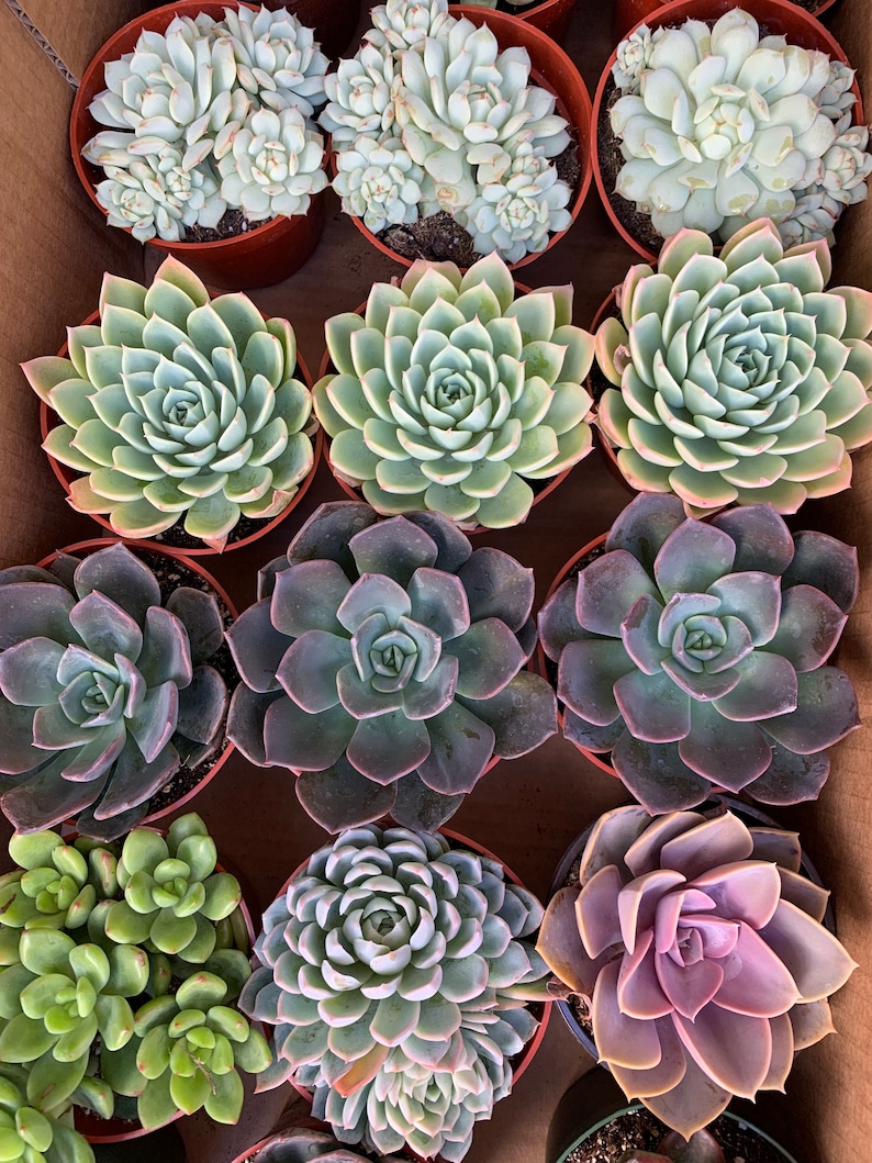 4 Assorted Succulents Live Plants Garden - Etsy