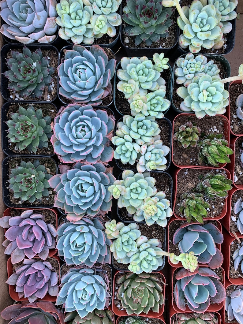 2” Assorted Baby Succulents, Party Favors, Gifts - Etsy