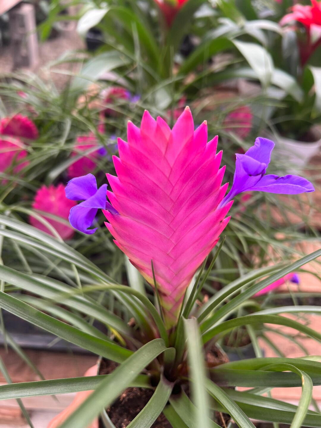 4” Bromeliad ‘pink Quill’, Tillandsia Cyanea, Gifts - Etsy