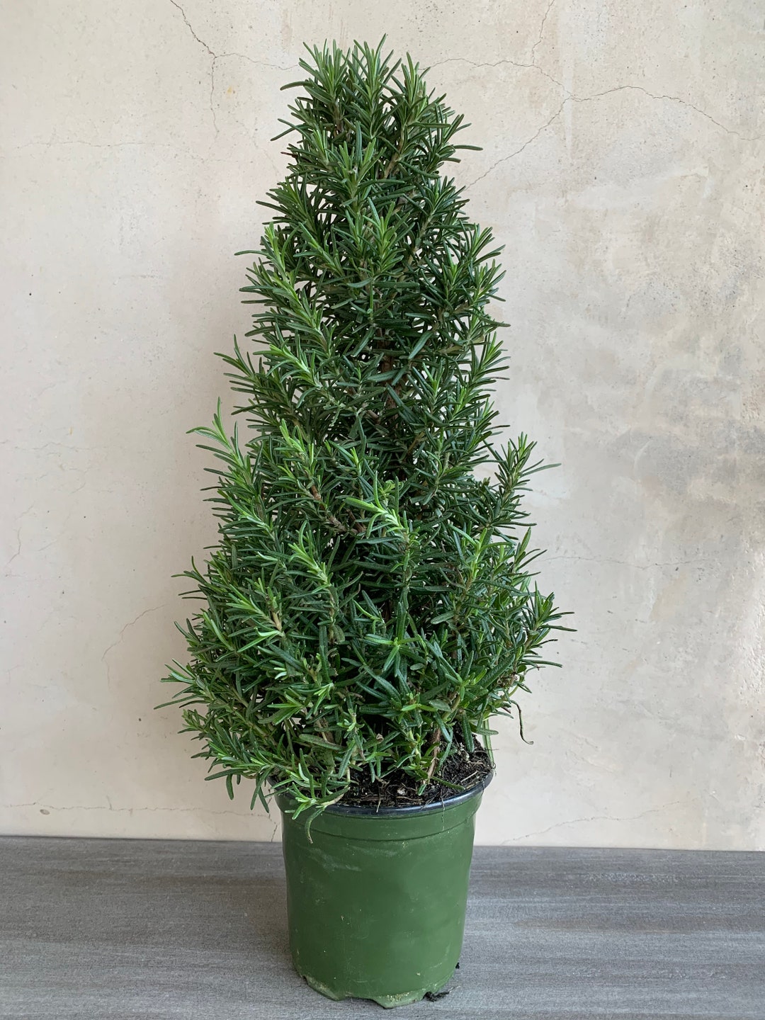 4 Rosemary Tree, Small Rosemary Christmas Tree, Live Plants, Holidays ...