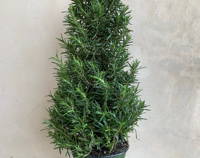 4” Rosemary Tree, Small Rosemary Christmas Tree, Live Plants, Holidays ...
