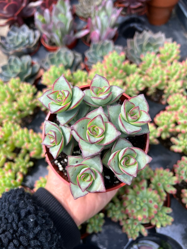 4 Crassula String of Buttons Succulents Live Plants Garden - Etsy