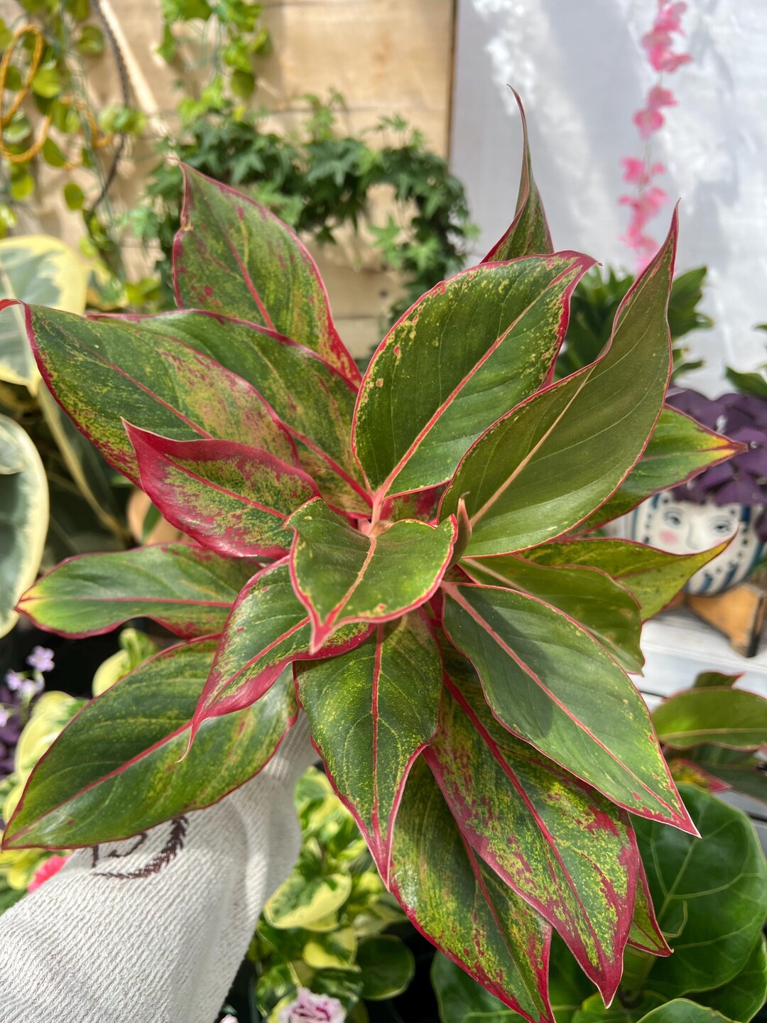5” Chinese Evergreen Siam Red, Live Plants, Houseplants - Etsy
