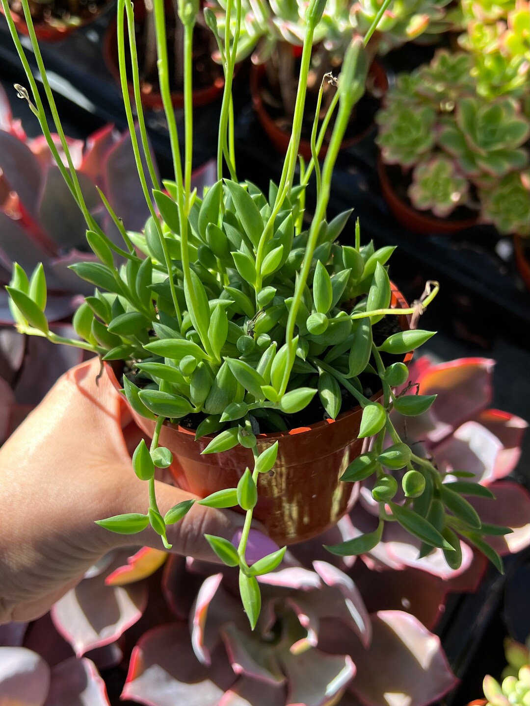 4” String of Bananas - Etsy